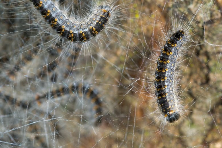 Gefahr des Eichenprozessionsspinner für Pferde I ehorses Magazin