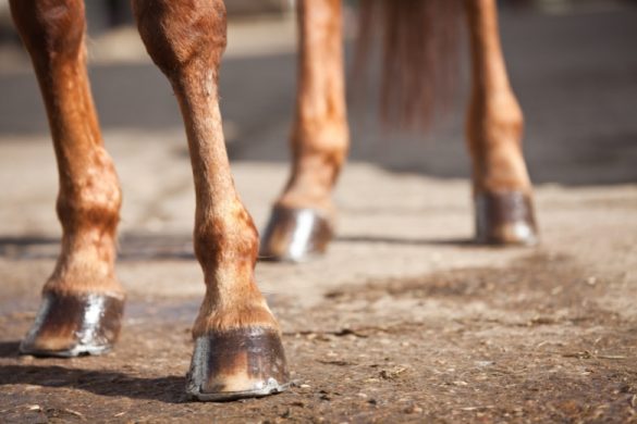 Milben beim Pferd: Symptome und Behandlung I ehorses Magazin