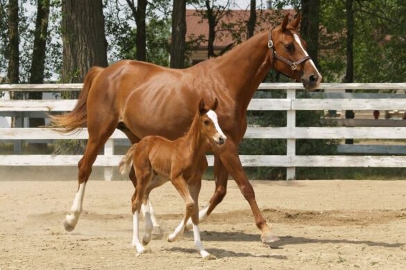 Halla: Leben & Erfolge des Springpferds | ehorses Magazin