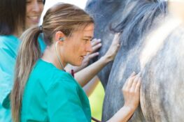 Equines Sarkoid - der Hauttumor beim Pferd - ehorses Magazin