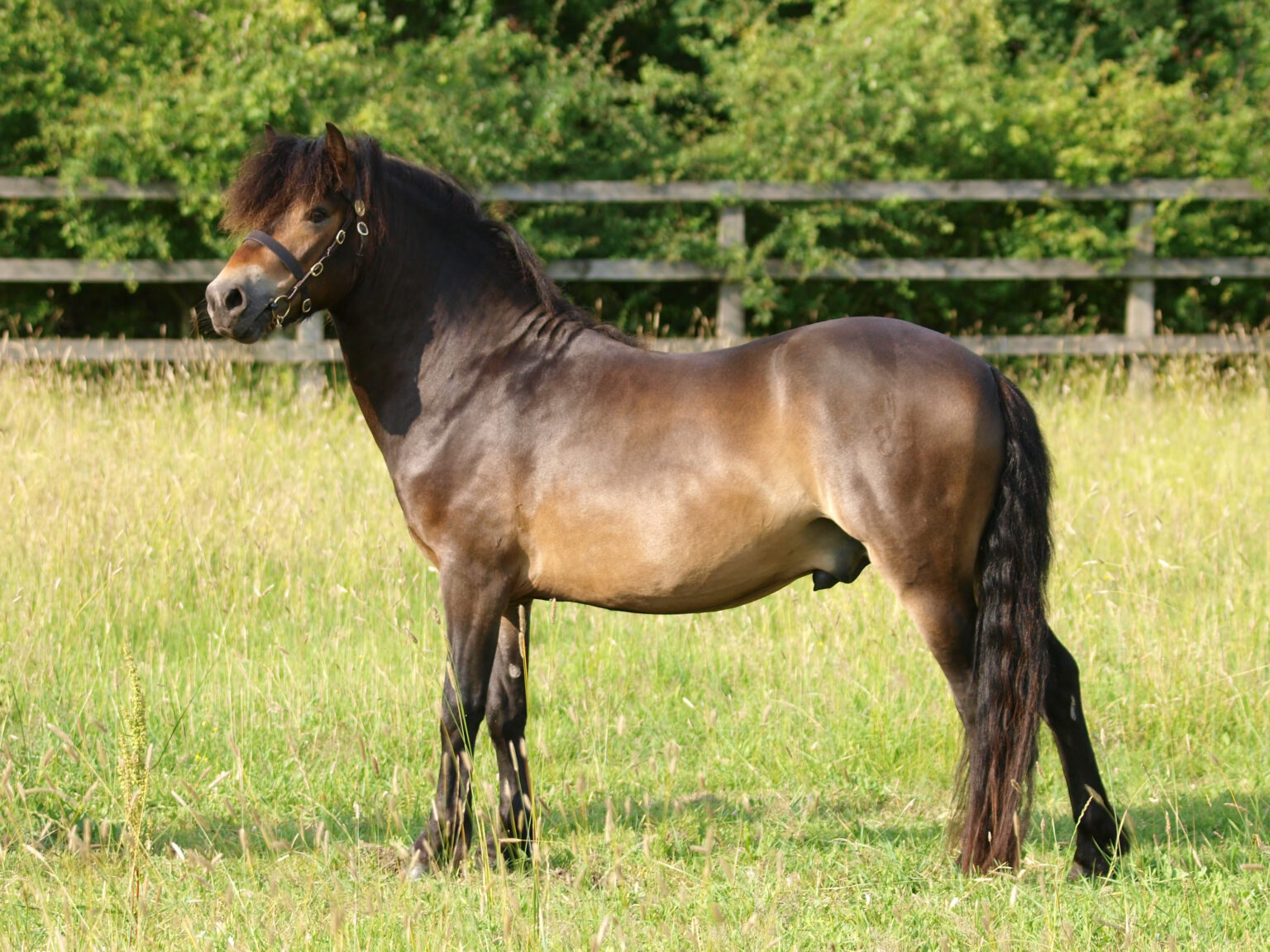 Gotland-Pony im Rasseportrait | ehorses Magazin
