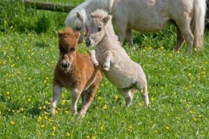 Criollo Pferde im Rasseportrait | ehorses Magazin