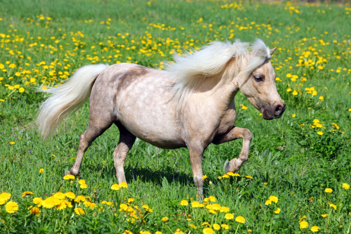 Ponyrassen: Beliebte Ponys von A bis Z - mit Bild | ehorses.de Magazin