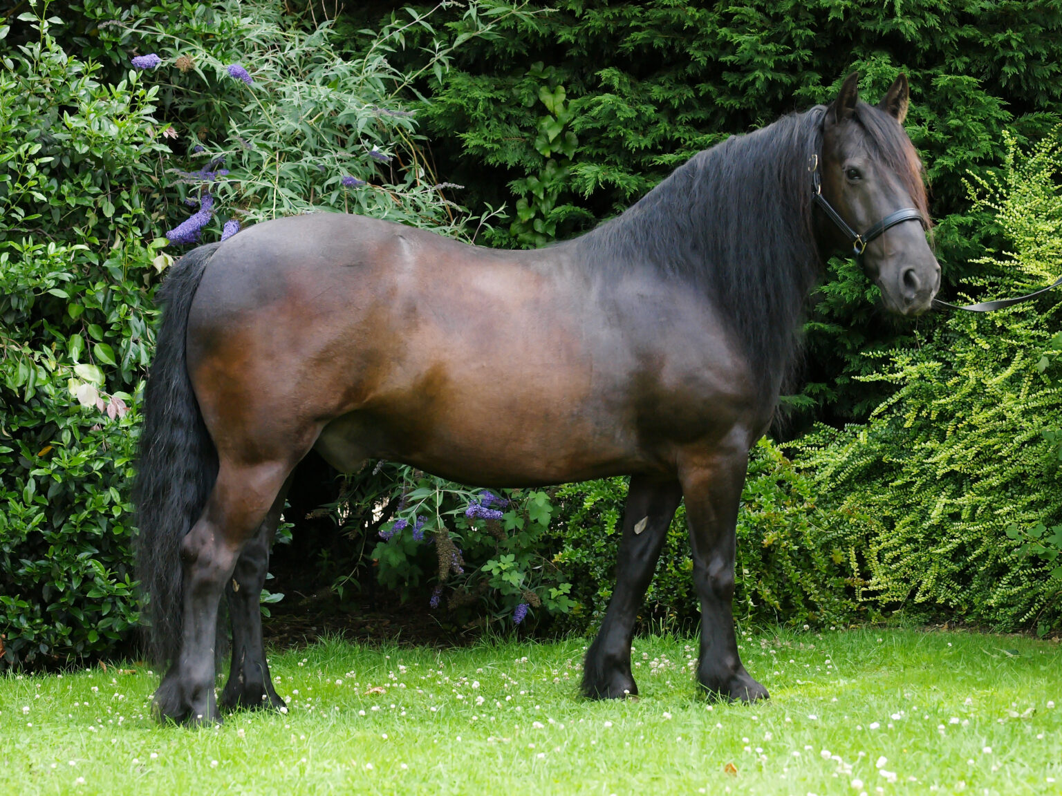 Friesenpferd im Rasseportrait | ehorses Magazin