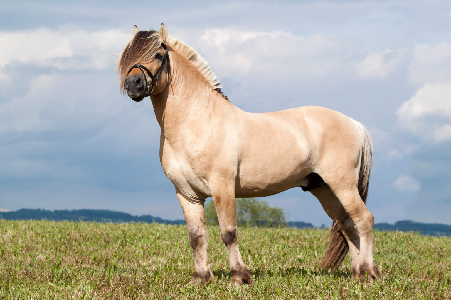 Ponyrassen: Beliebte Ponys von A bis Z - mit Bild | ehorses.de Magazin