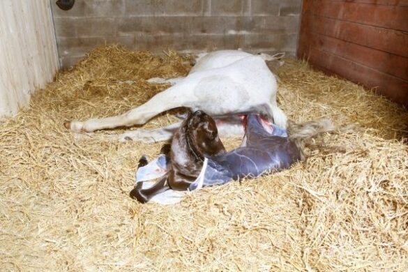 Entwicklungsstadien von Fohlen im Überblick | ehorses Magazin