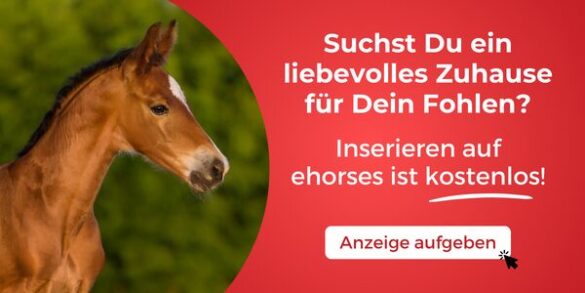Fohlengeburt - Tipps zum Abfohlen, Nachgeburt & zur Nachsorge - ehorses ...