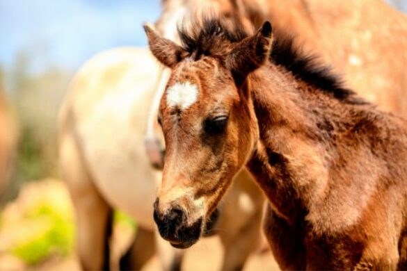 Fohlenfütterung - ehorses Magazin