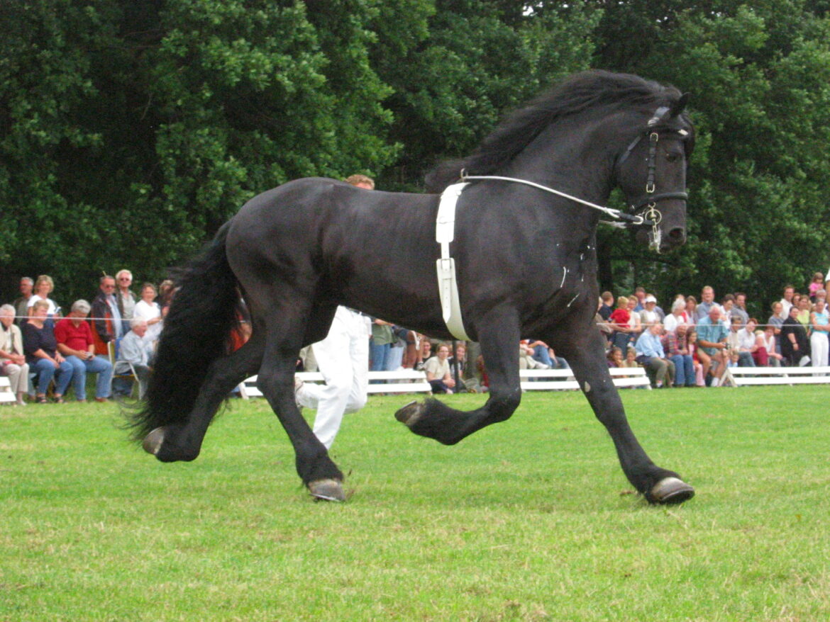 Pferd einreiten: Was muss ich beachten? | ehorses Magazin