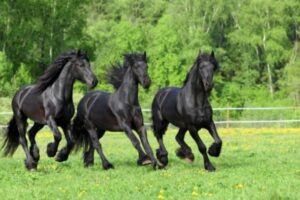 Friesenpferd im Rasseportrait | ehorses Magazin