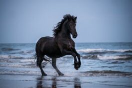 Friesenpferd im Rasseportrait | ehorses Magazin