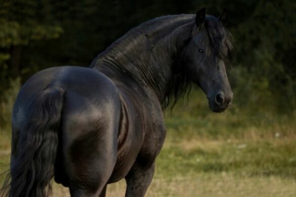 Friesenpferd im Rasseportrait | ehorses Magazin