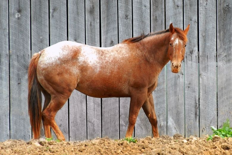 HYPP - ehorses Magazin