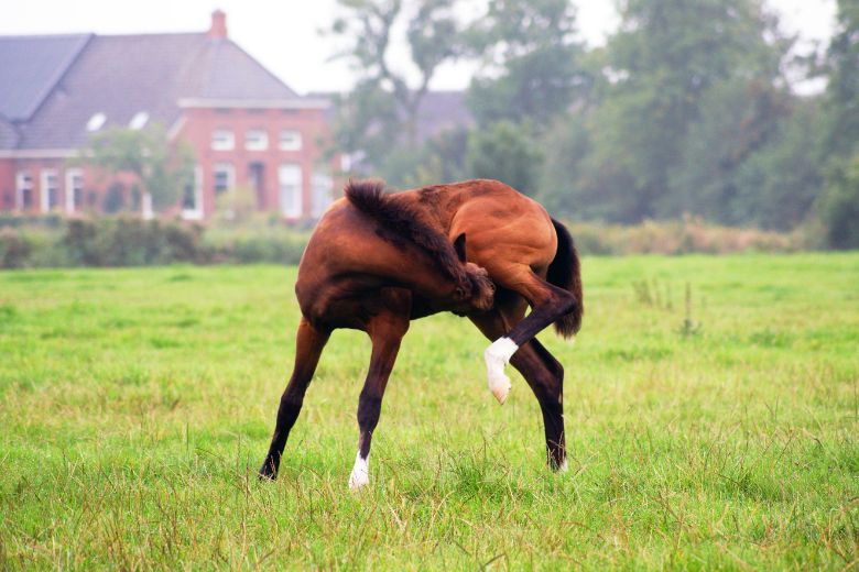 Haarlinge beim Pferd - ehorses Magazin