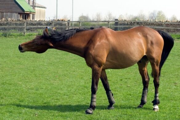 Ataxie beim Pferd: Gestörte Bewegungsabläufe I ehorses Magazin