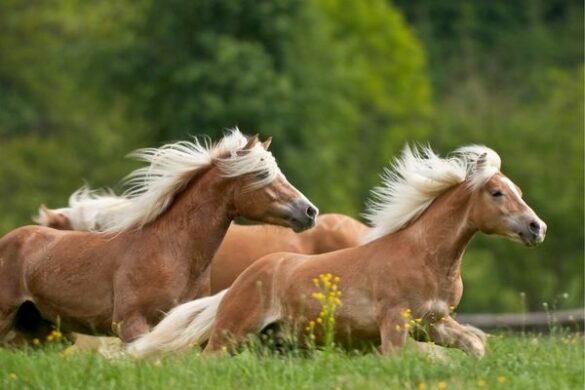 Haflinger im Rasseportrait | ehorses Magazin