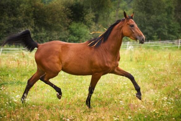 Hannoveraner Pferde im Rasseportrait | ehorses Magazin
