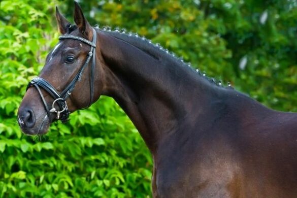 Holsteiner Pferde im Rasseportrait | ehorses Magazin