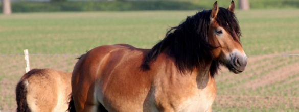 Altmärkisches Kaltblut im Rasseportrait | ehorses Magazin