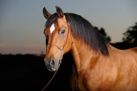 Pferd einreiten: Was muss ich beachten? | ehorses Magazin