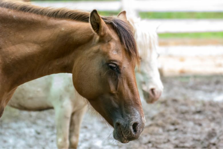 Cushing Syndrom - Stoffwechsel außer Kontrolle - ehorses Magazin