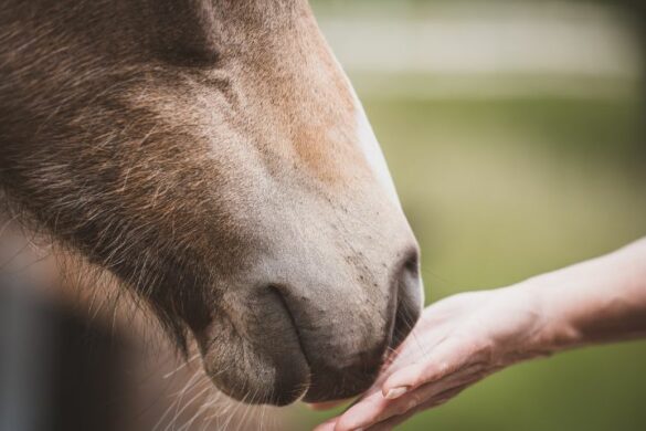Die Pferdearten im Überblick - ehorses Magazin