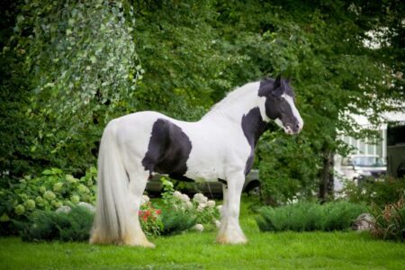 Tinker im Rasseportrait | ehorses Magazin