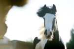 Tinker im Rasseportrait | ehorses Magazin