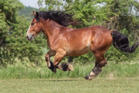 Drum Horse im Rasseportrait