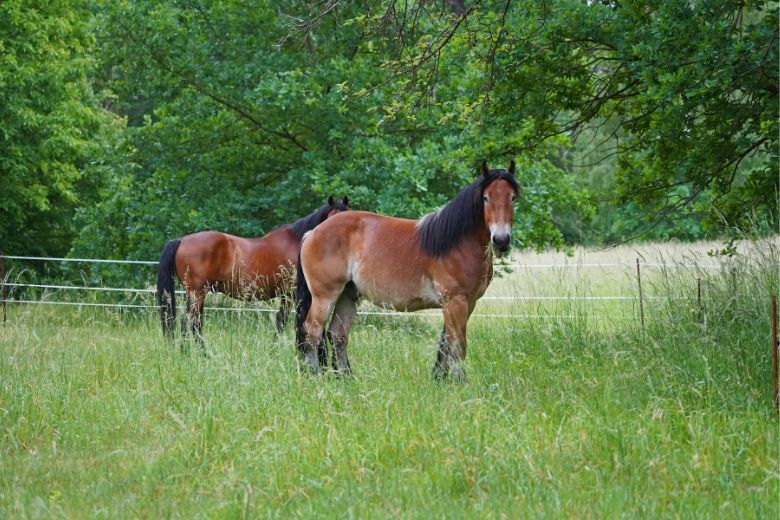 Kaltblüter: Rassen, Eigenschaften & Einsatz | ehorses Magazin