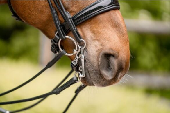 Wie verschnalle ich die Kandare richtig I ehorses Magazin