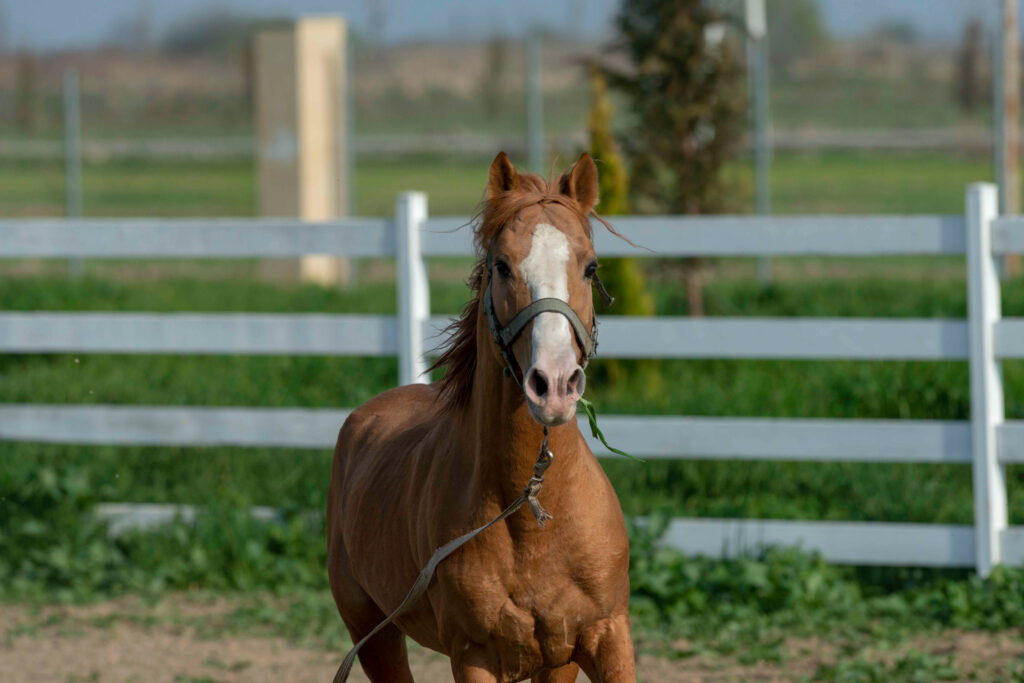 Berber Pferd im Rasseportrait | ehorses.de