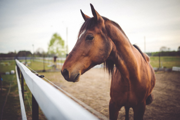 Das schnellste Pferd der Welt: Drip Brew | ehorses Magazin