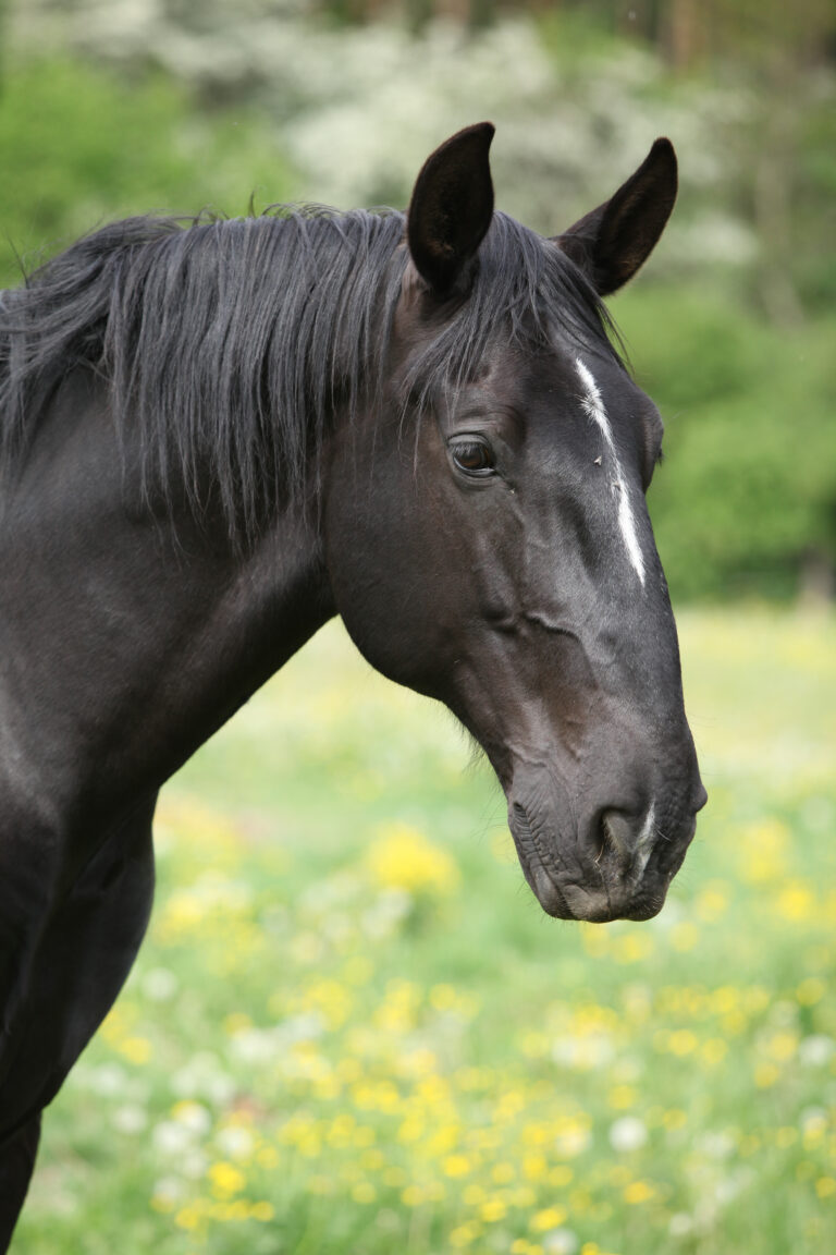 Kladruber im Rasseportrait