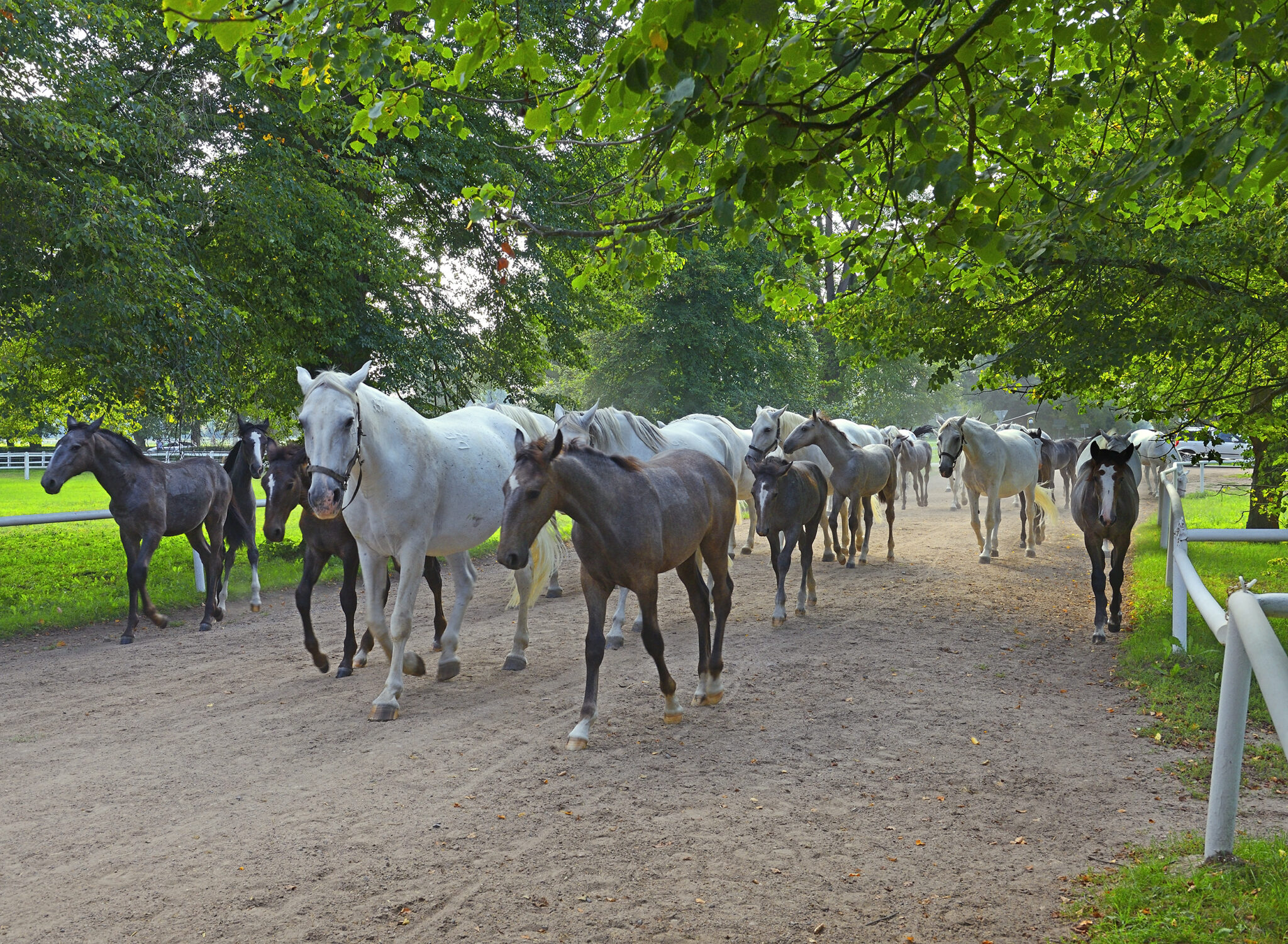 Kladruber im Rasseportrait