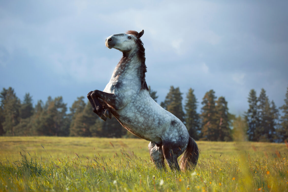 Kladruber im Rasseportrait