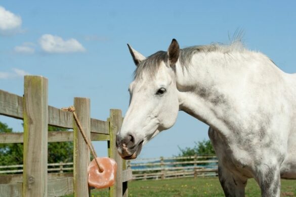 Die Pferdearten im Überblick - ehorses Magazin