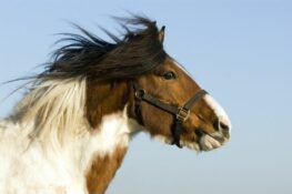 Lewitzer im Rasseportrait | ehorses Magazin