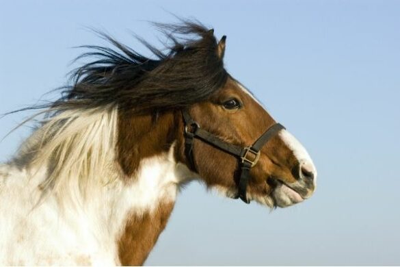 Lewitzer im Rasseportrait | ehorses Magazin