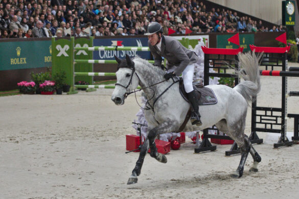 Halla: Leben & Erfolge des Springpferds | ehorses Magazin