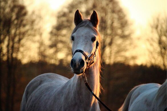 Tragende Stute - Tipps zur Haltung - ehorses Magazin