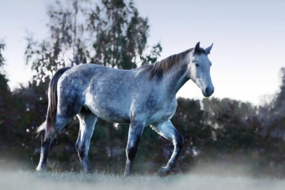 Berber Pferd im Rasseportrait | ehorses.de