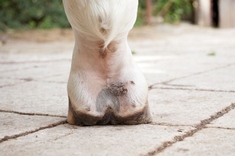 Mauke Pferd – Was jetzt hilft! I ehorses Magazin