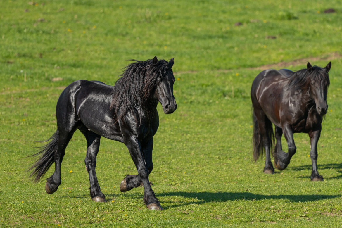 Merens im Rasseportrait