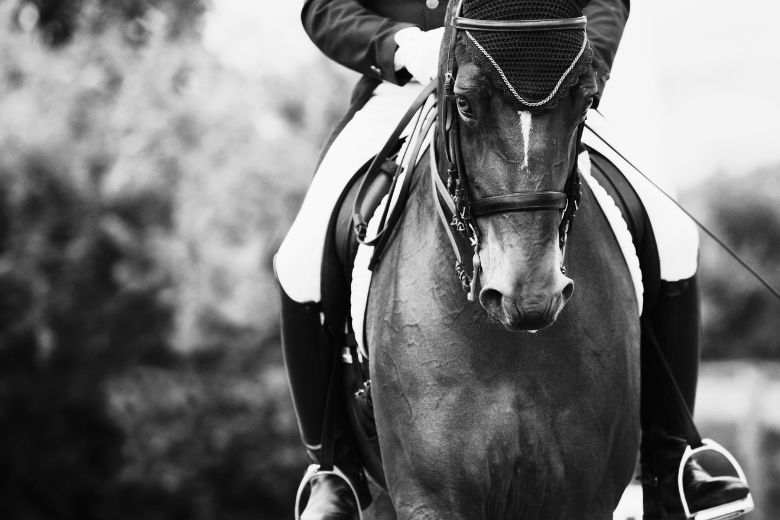 NEWS | Tragischer Unfall: Top-Pferd stirbt bei Autounfall