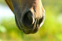 Halla: Leben & Erfolge des Springpferds | ehorses Magazin