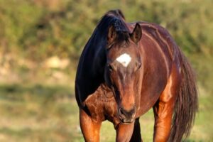Milben beim Pferd: Symptome und Behandlung I ehorses Magazin