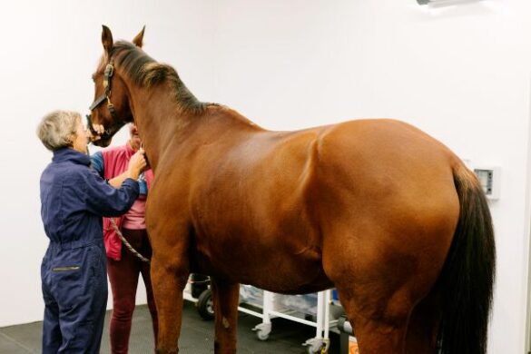 OCD beim Pferd – Knochensplitter und Gelenke I ehorses Magazin