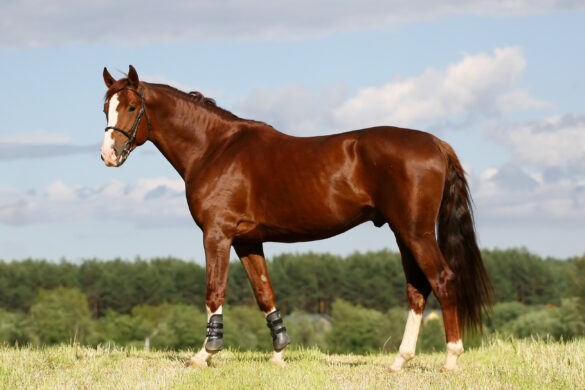Ostfriesen Pferd im Rasseportrait - ehorses Magazin