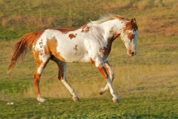 Berber Pferd im Rasseportrait | ehorses.de